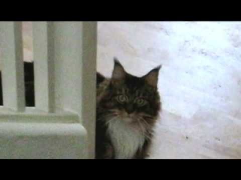 Catatonic Cat - YouTube