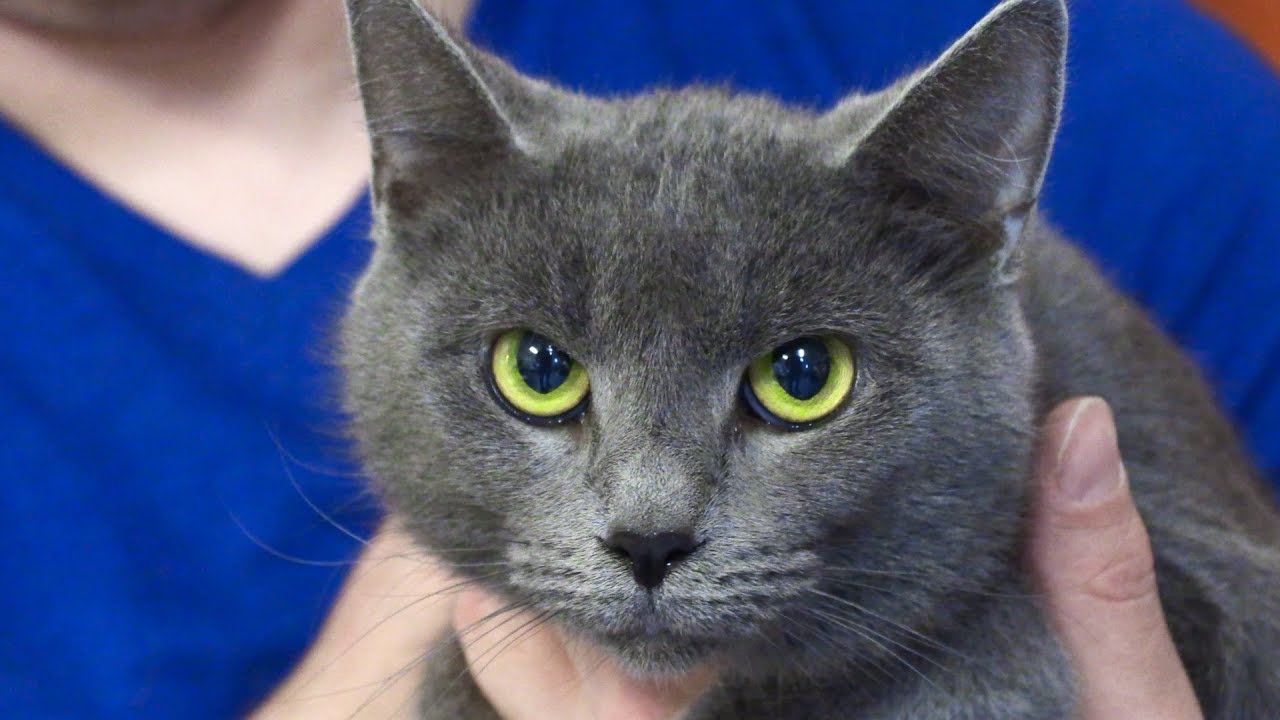 Pet of the Week - Blue Bunny - YouTube