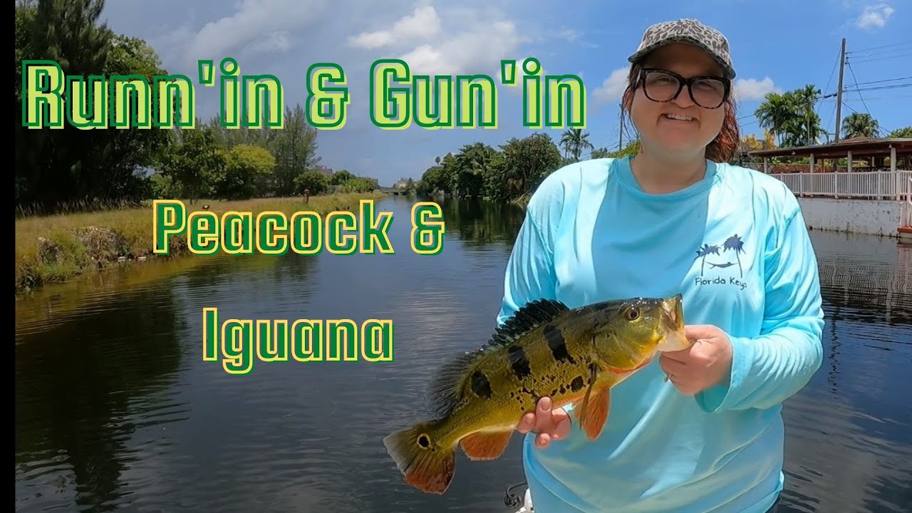 Peacock Fishing & Blowgun for Chicken of the tree! ( Florida Canals ...