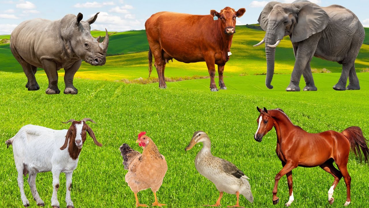 Interesting Animals - Goat, Peacock, Horse, Cow, Elephant, Rhino ...