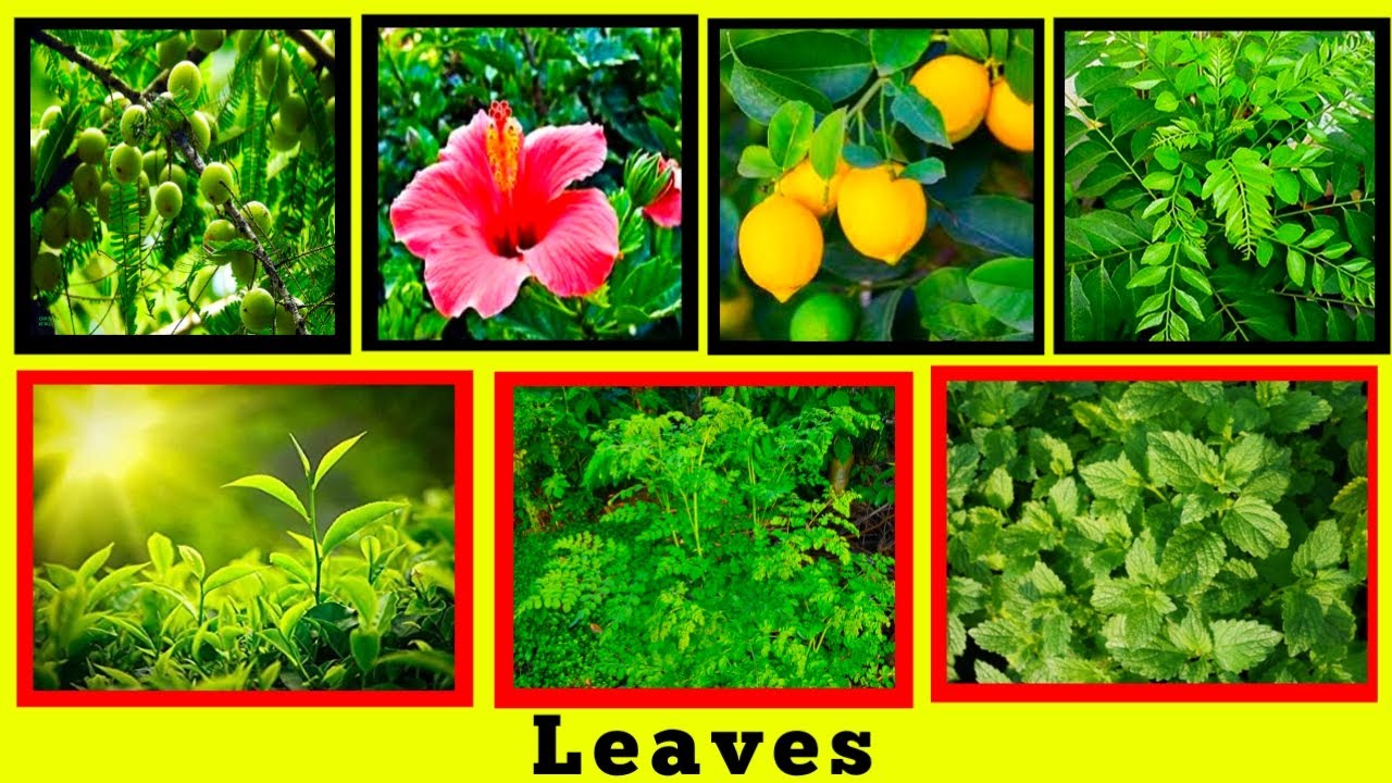 leaves types and name and easy to learn with different types of ...
