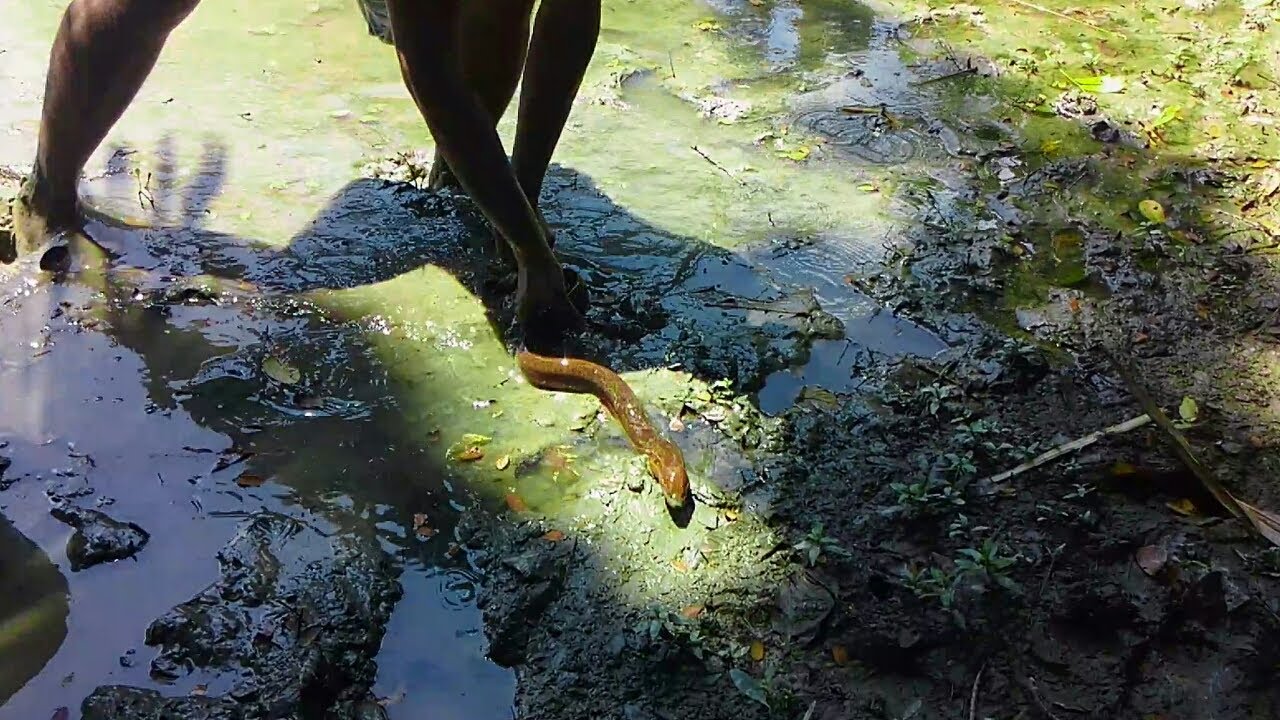 Eel Fishing Trap | Catching Eel Fish From Underground Hole With Trap ...