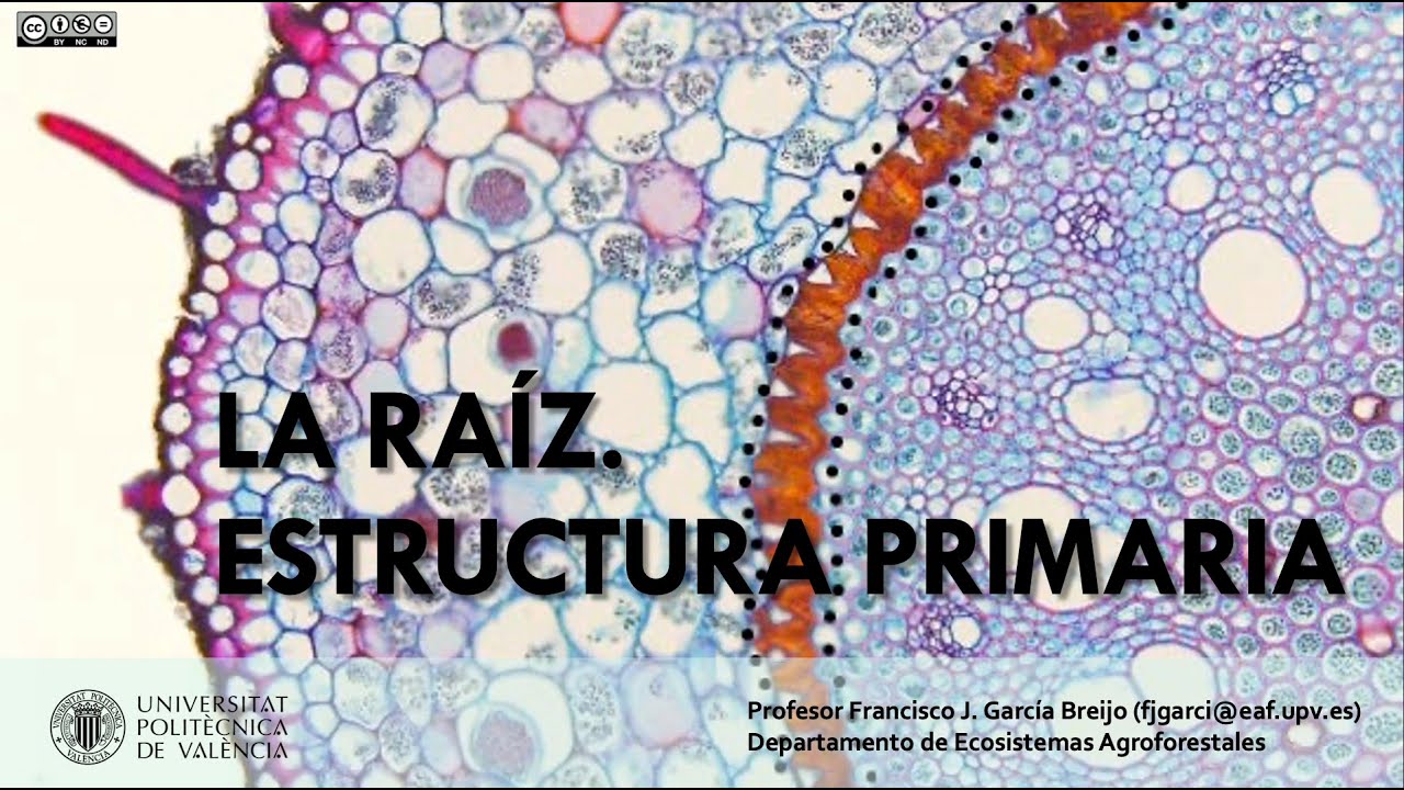 Raíz estructura primaria - YouTube