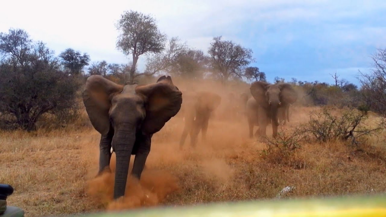 Réponse à tout : Quelle partie du corps humain pourrait soulever un ...