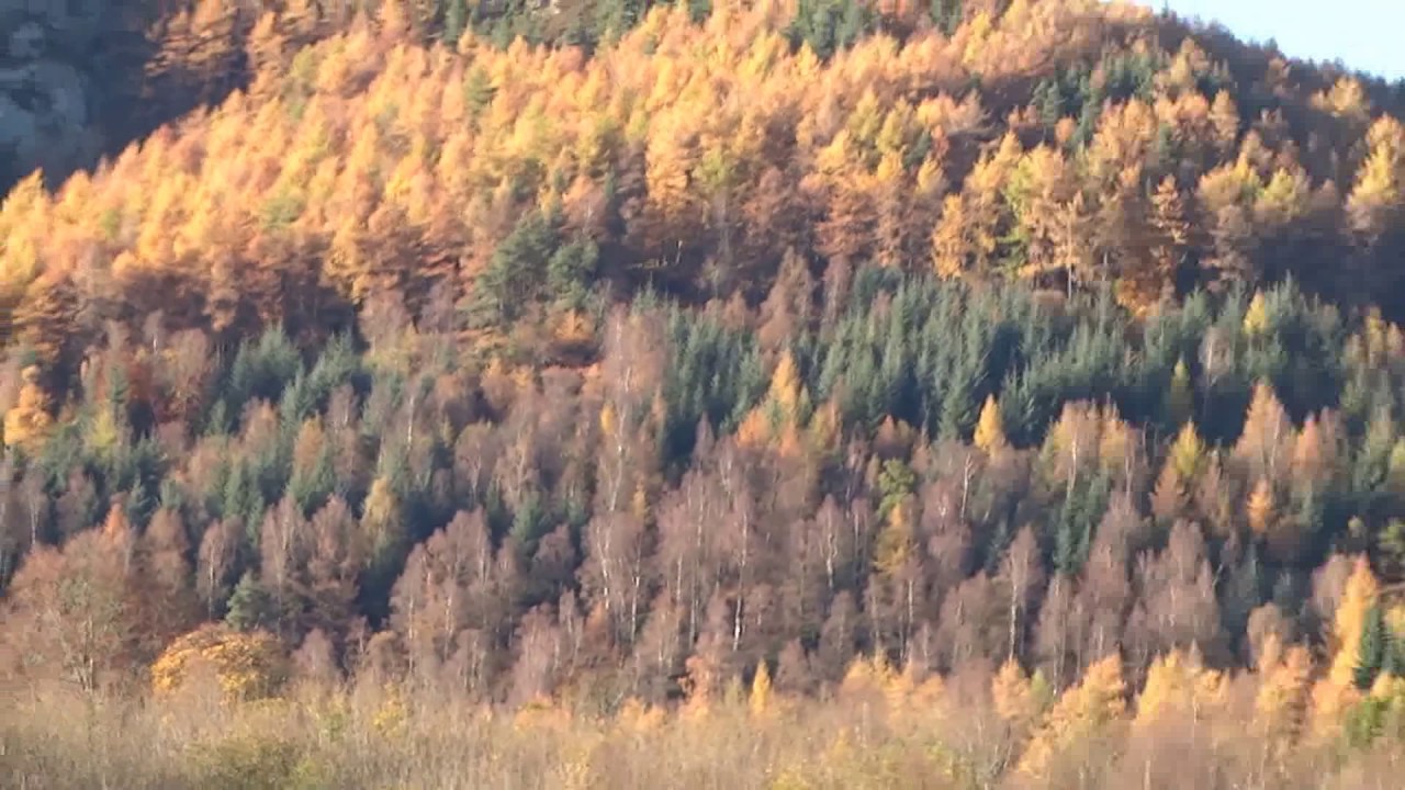 Autumn Trees Perthshire Amber Festival Dunkeld Highland Perthshire ...