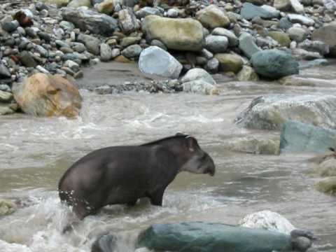 Tapir cruzando el Rio Mashira - YouTube