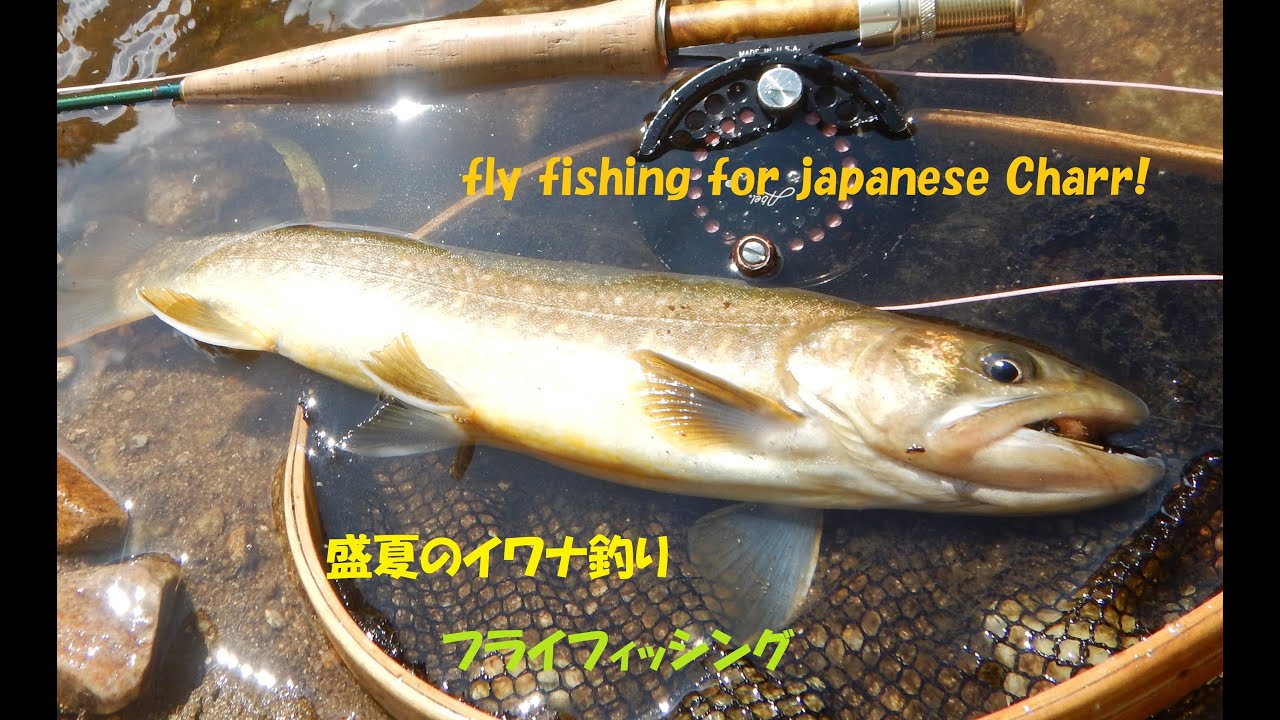 盛夏の渓流!【フライフィッシング】Fly fishing for Japanese Charr! fly fishing japan ...
