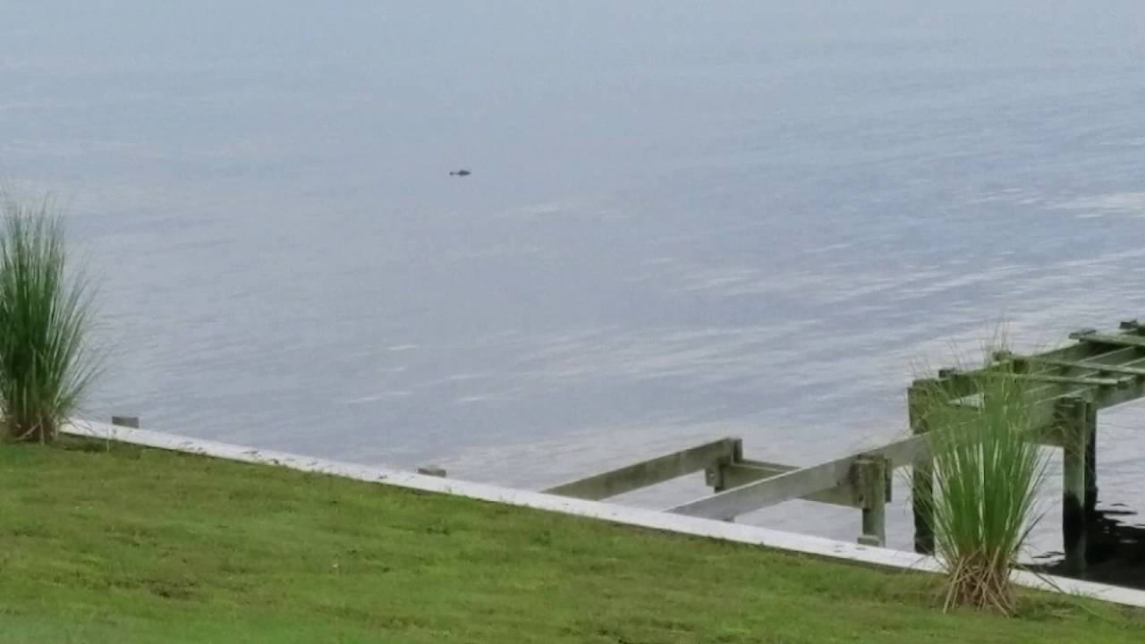 More Mr. 8' gator off my dock Neuse River - YouTube