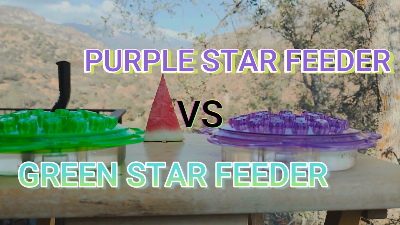 Purple Star Feeder vs Green Star Feeder - YouTube