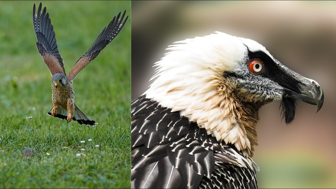 AVIFAUNA d'ITALIA. Fauna italiana parte 3 - YouTube