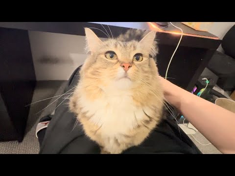 Engine running #cat - YouTube