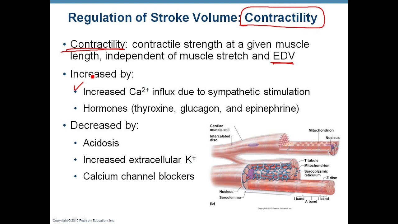 Chapter 18- Cardiac Output - YouTube