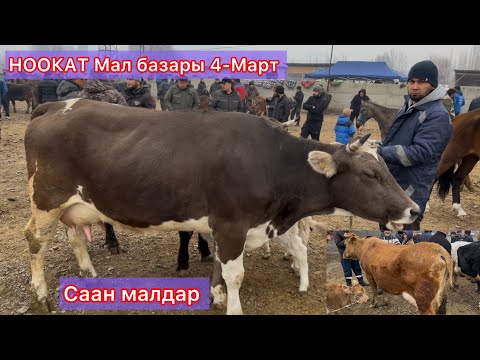 НООКАТ мал базары 4-Март , Саан малдар 