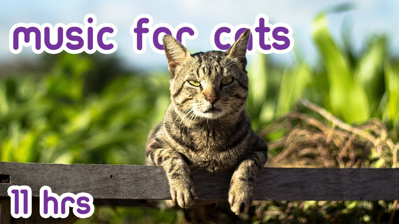 Relaxing Cat Sleep Music (Tried and Tested 2019!) - YouTube