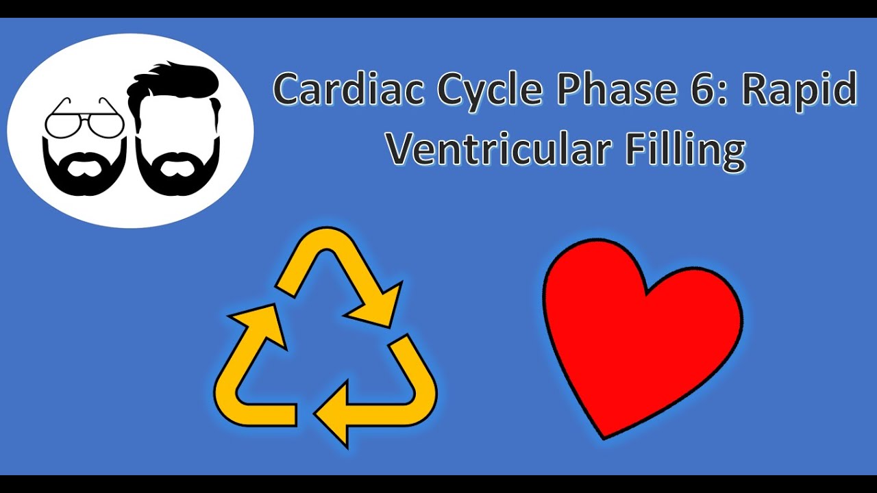 Minute to Master- Cardiac Cycle Phase 6: Rapid Ventricular Filling ...