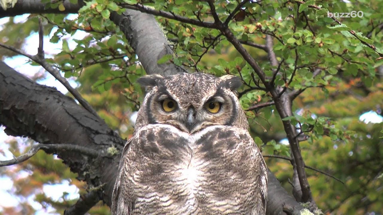 Owls are attacking Oregon state workers - YouTube