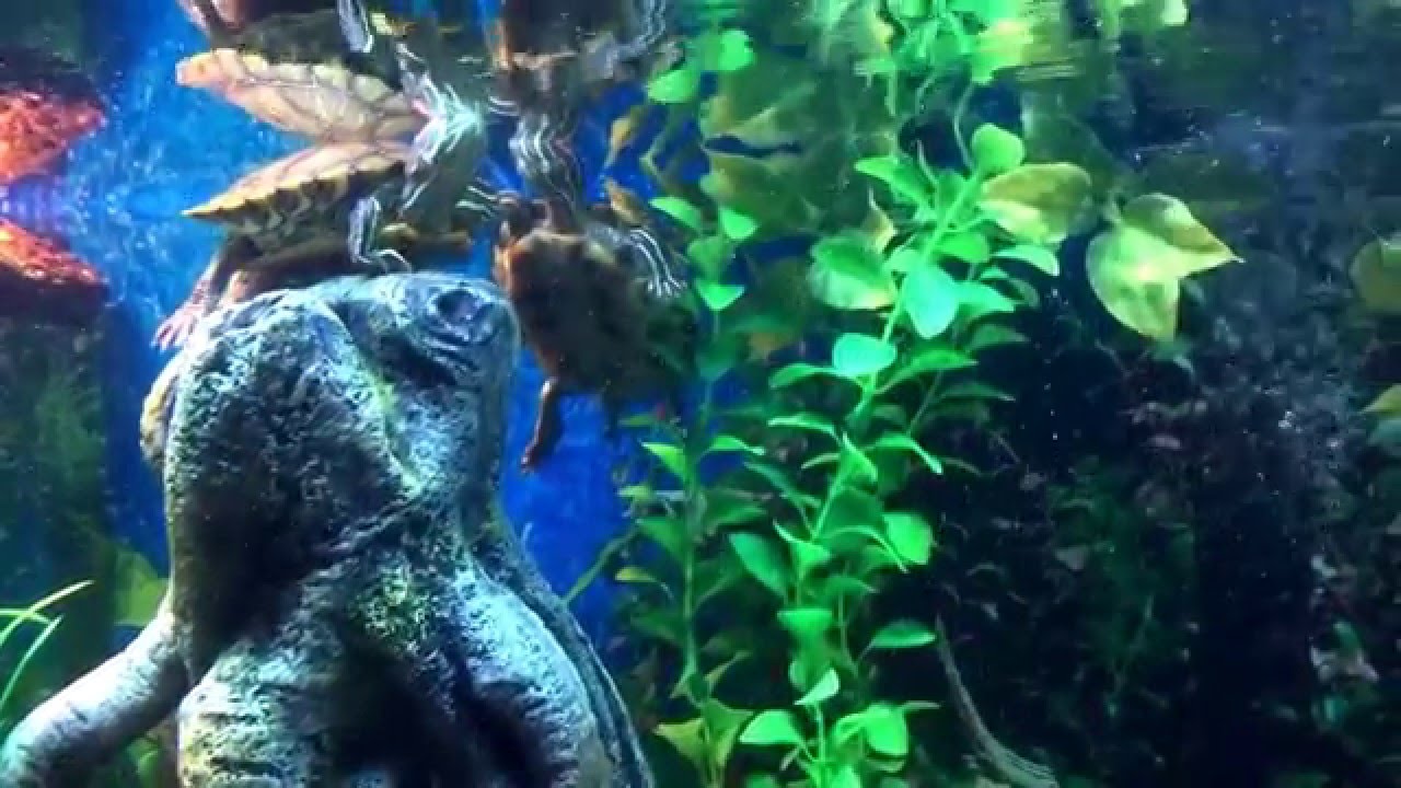 Turtle tank 75 gallon - YouTube