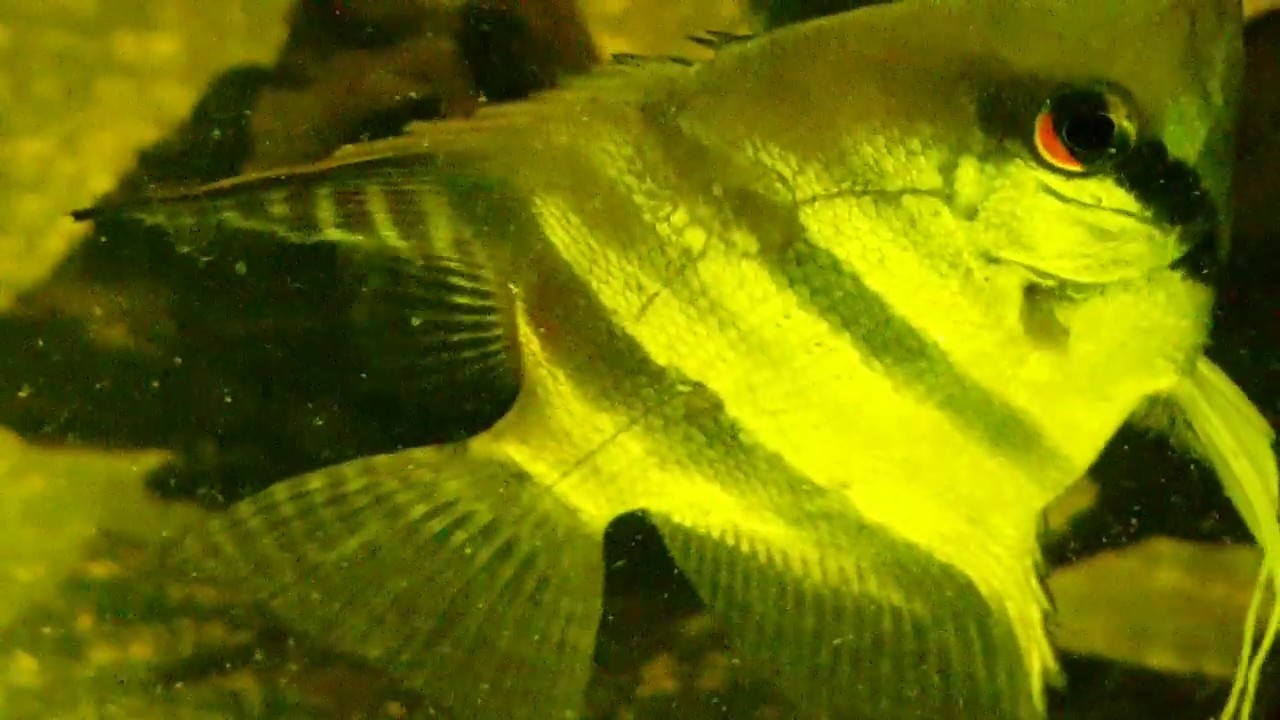 COSTIA EM PEIXES DE AQUÁRIO! - Dica Rápida! - YouTube