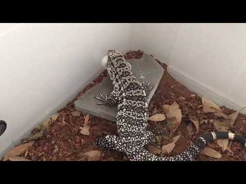 My Blue Hybrid Tegu from Hector’s Habitat - YouTube