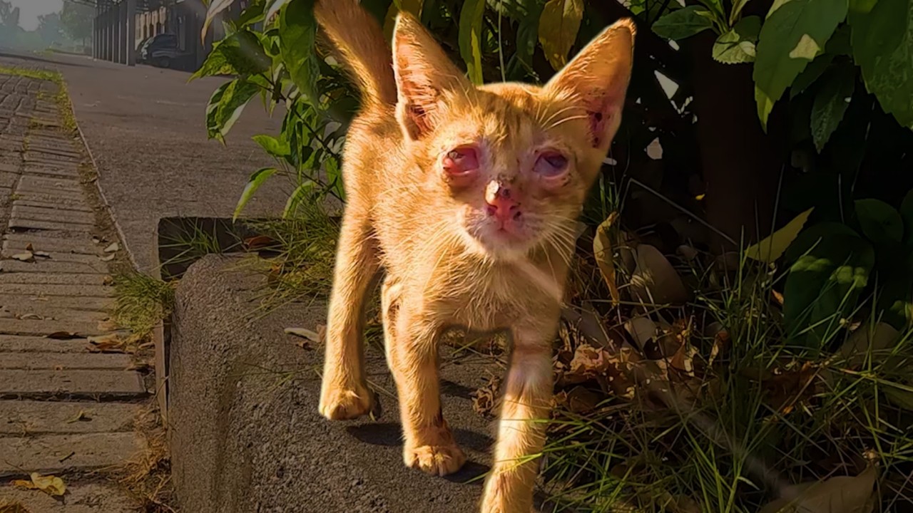 How One Elderly Woman's Kindness Miraculously Saved a Helpless Cat ...