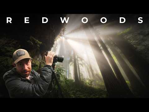 I Waited Years for Light Like This in the Redwoods: Landscape Photography