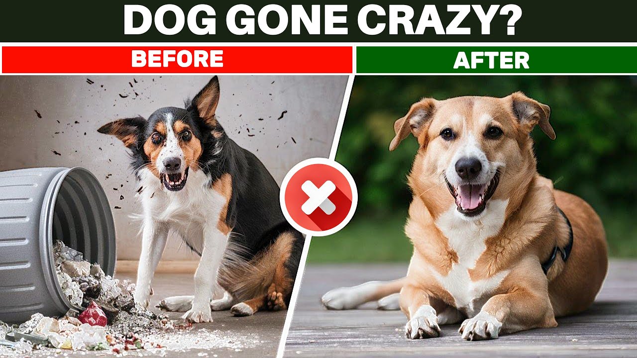 How to Beat Dog Calamity? | Guide for Dog Owners - YouTube