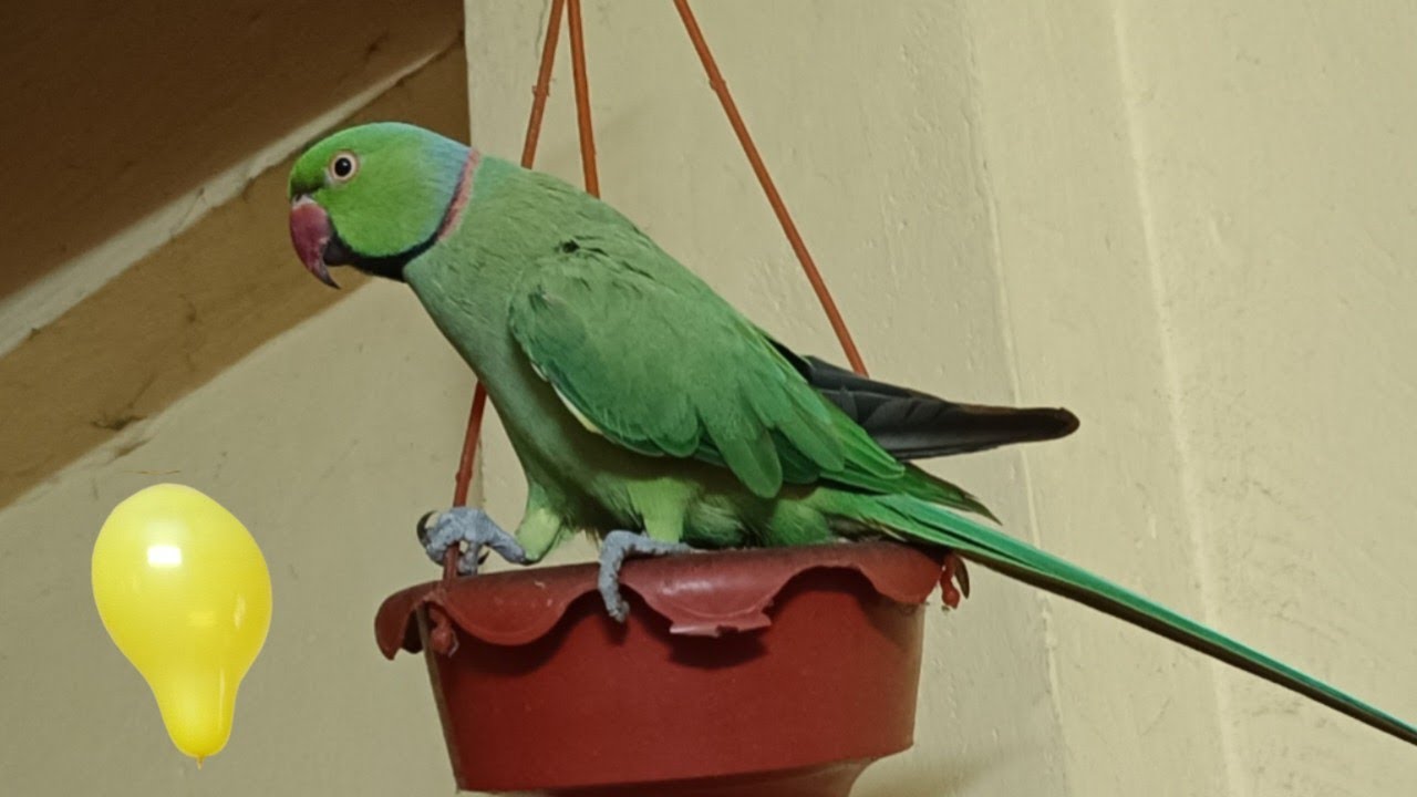 Amazing Parrot's Talent Creates Wonderful Sight Playing With Balloon ...