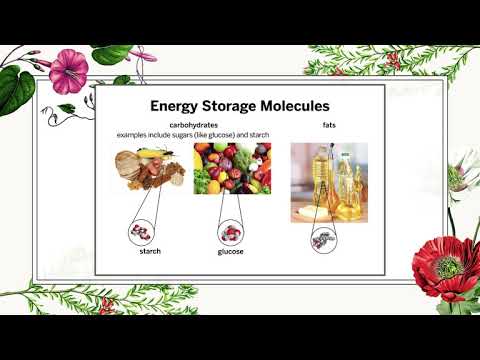 What Energy Storage Molecule Is Produced By Plants