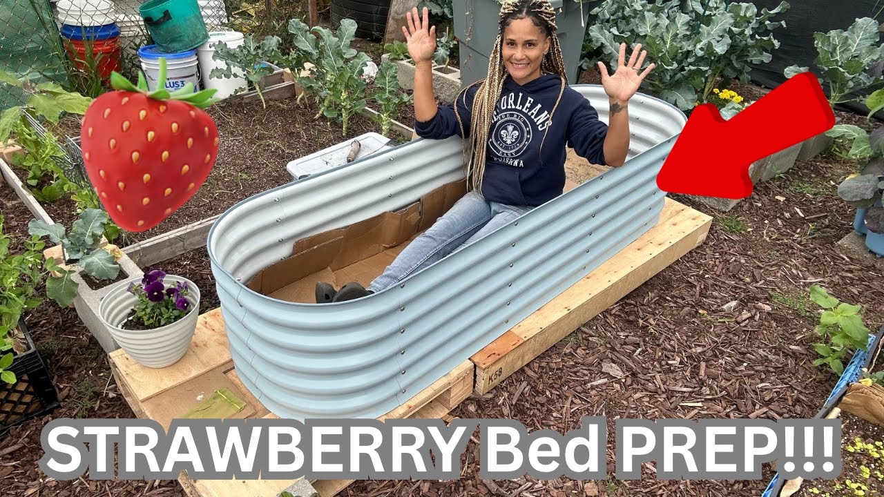 How to Prep your Raised Bed for STRAWBERRIES! PART 1 🍓 - YouTube