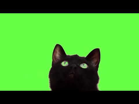 the cat is scared - GREEN SCREEN - Kedi Korktu