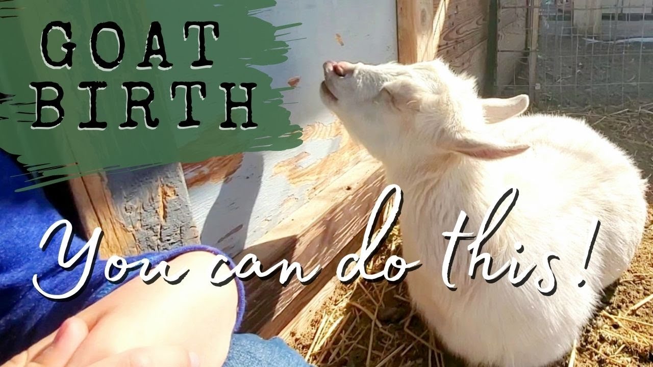 Claira's Labor | She Needed Our Help! | Nigerian Dwarf Goat Birth ...