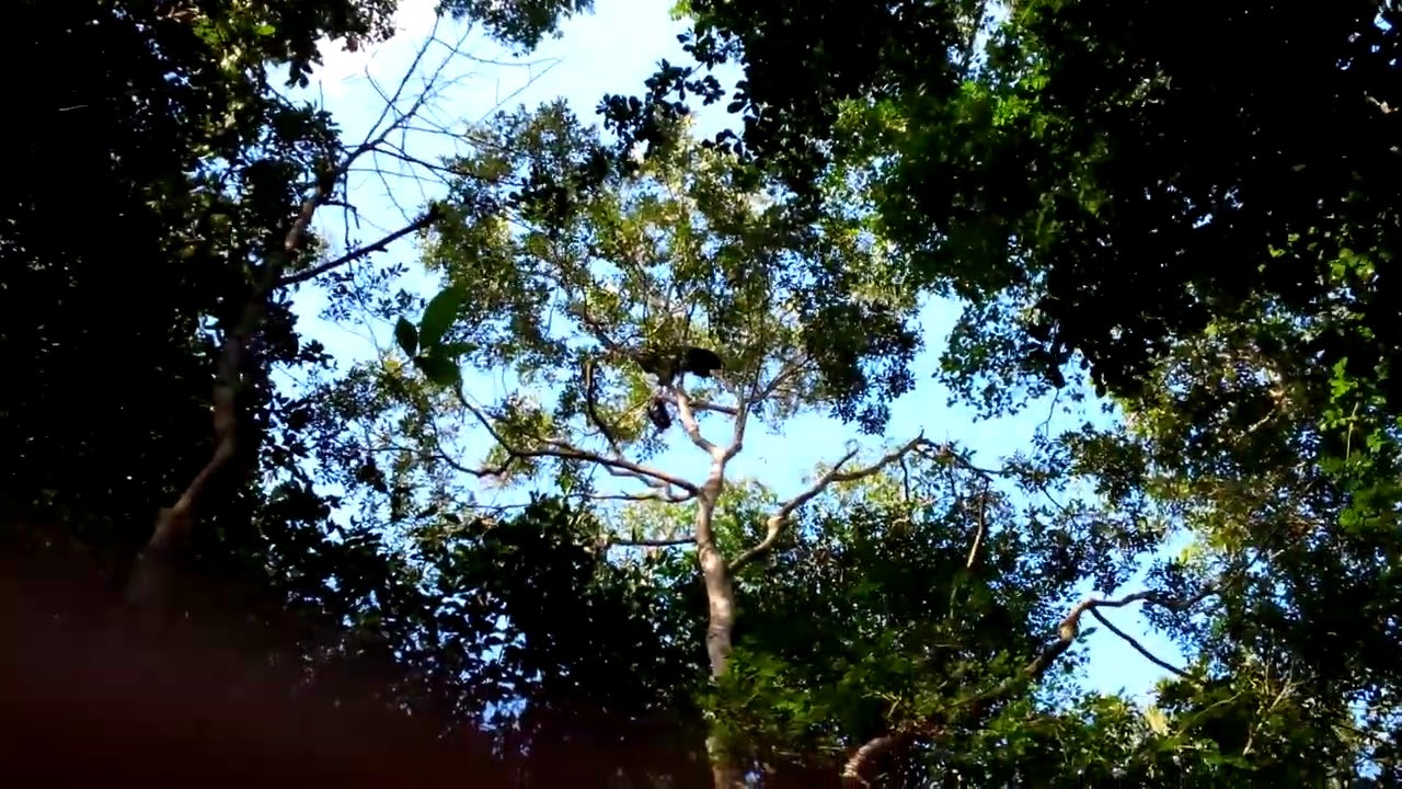Monos aulladores (sarahuato) en selva de Calakmul, Campeche - YouTube