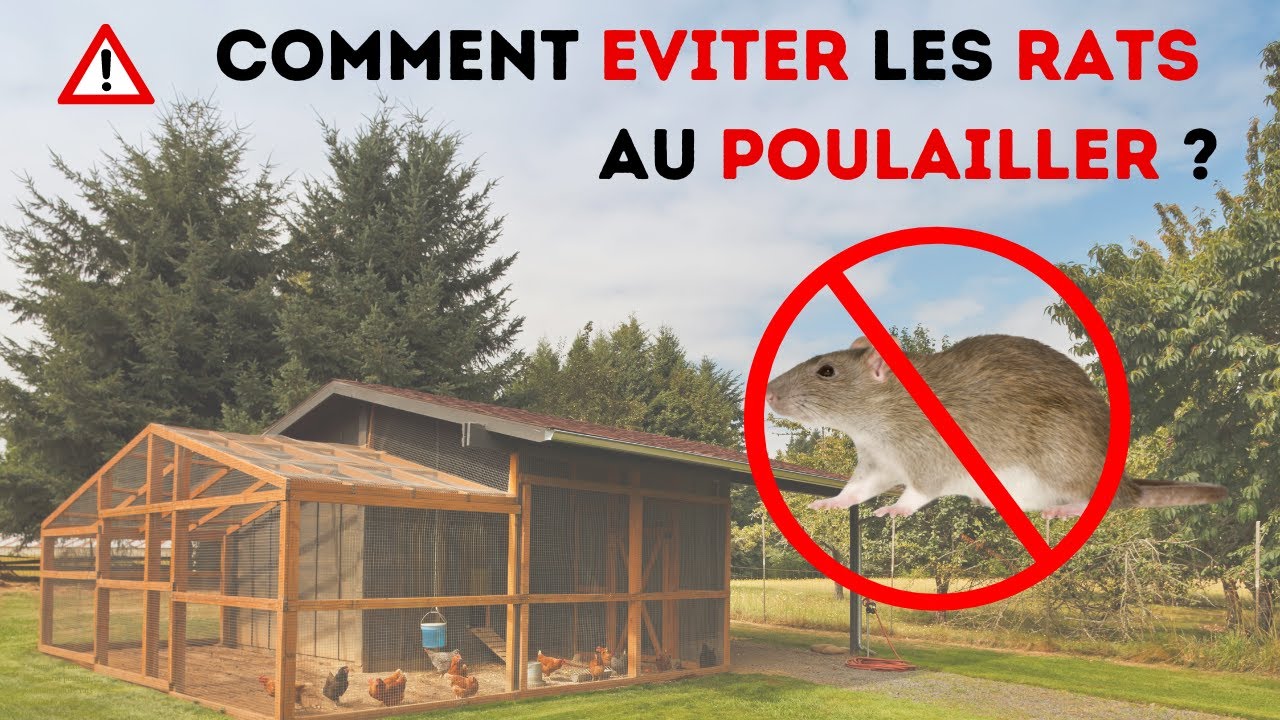 Comment éviter les rats au poulailler ? Solutions anti rongeurs poule ...