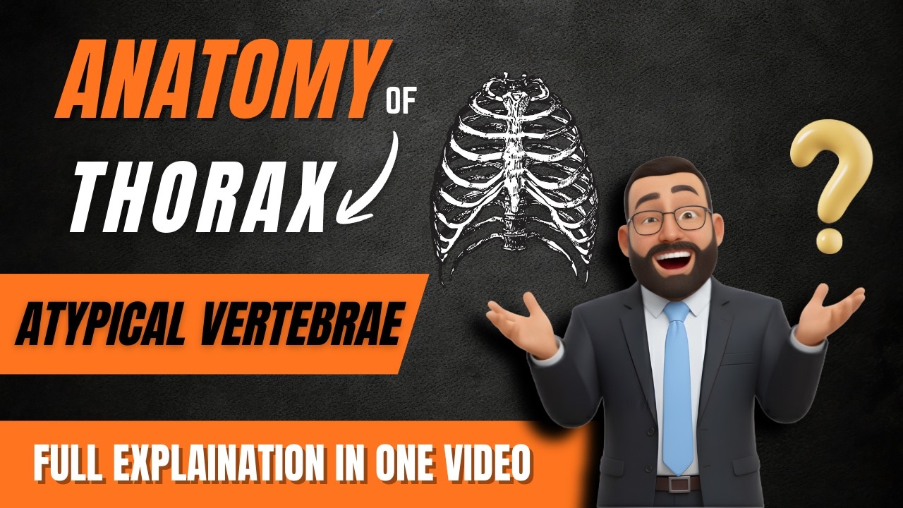 Atypical Vertebrae | Anatomy, Features & Differences - YouTube