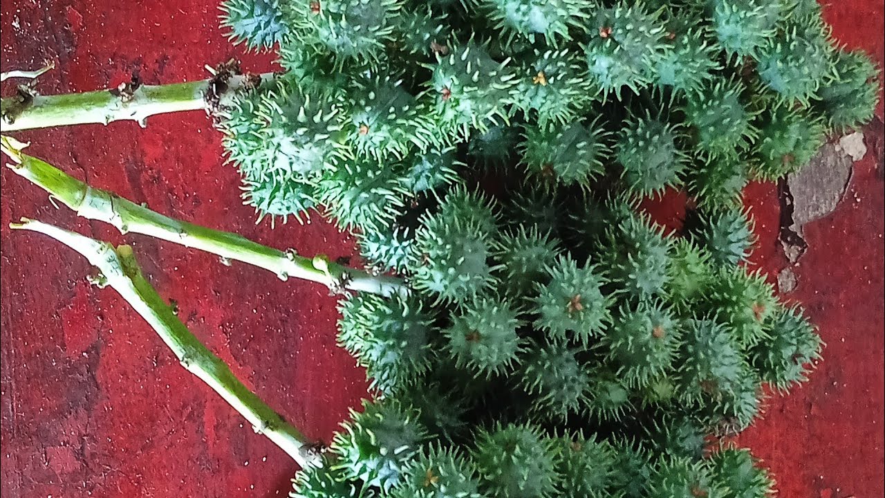 Torta de Mamonas para todas às plantas que dá flores e frutos ...