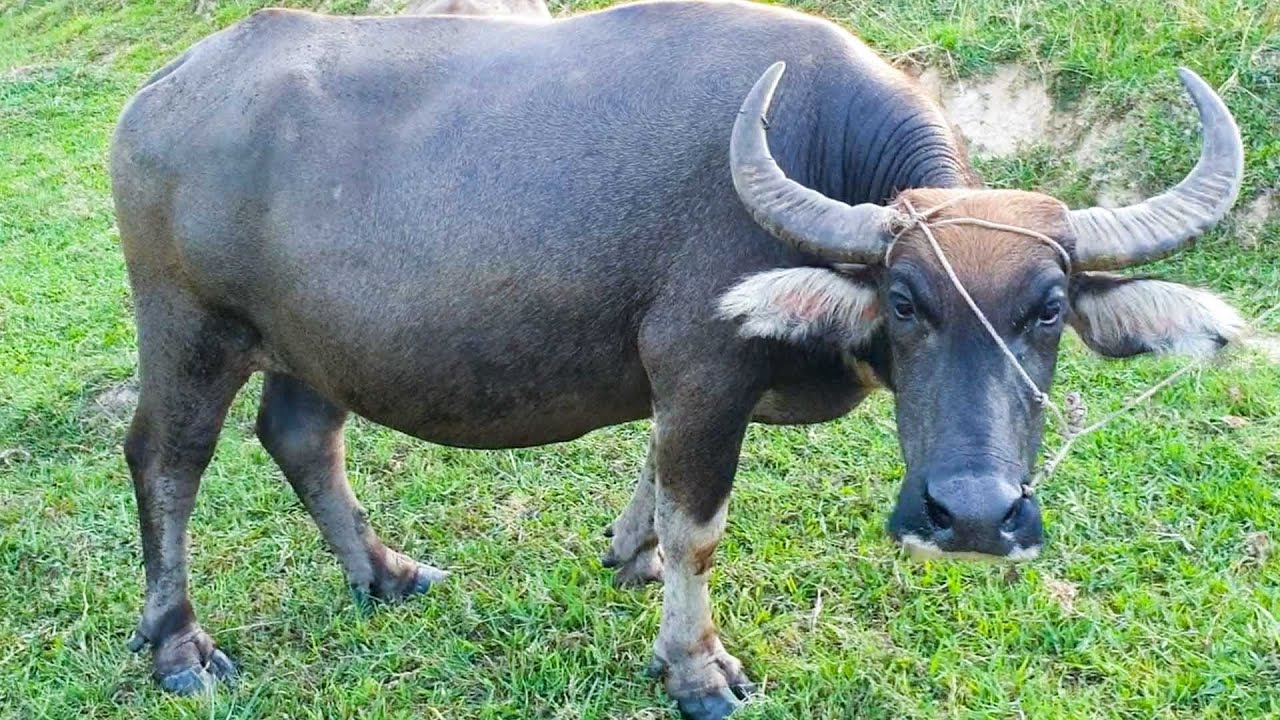 con trâu - bài hát con trâu - nhạc con trâu sôi động - nhạc chế con ...