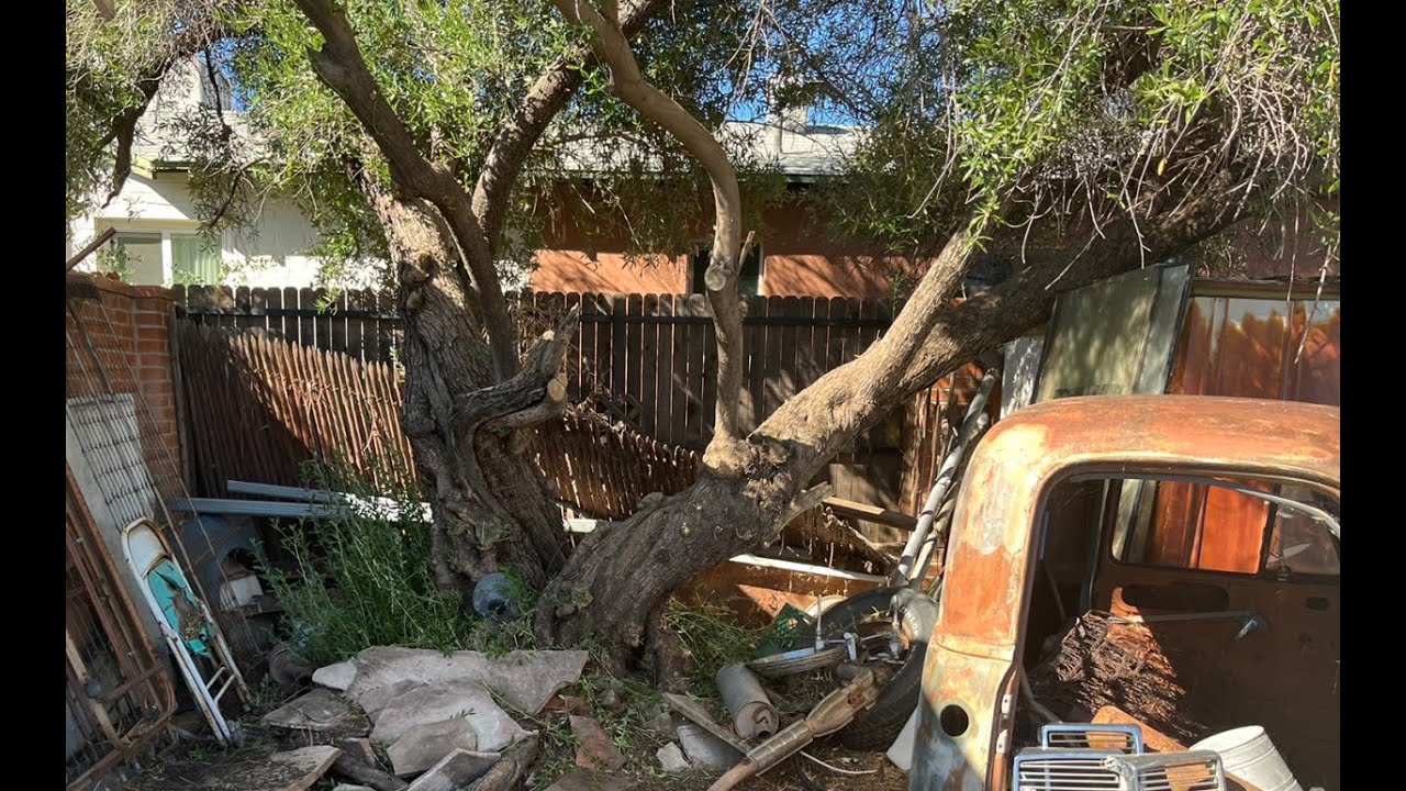 Olive Tree Trunk Bee Removal - Southern Arizona - Varroa Mites ...