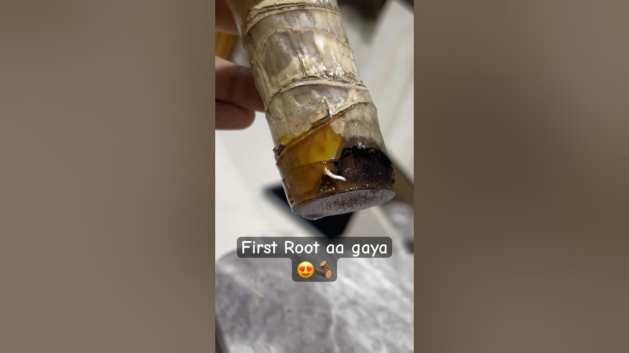 Roots 😍 My Brazilian Wood plant got its first root!! - YouTube