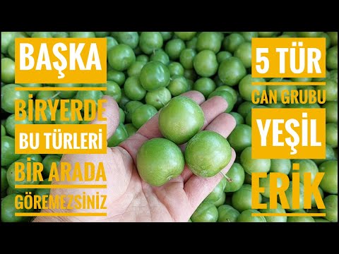 ERİK HASADI. Yeşil erik türleri arasındaki farklar neler? | #tarımvlog 46