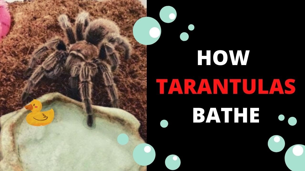 How Tarantulas Bathe Themselves - YouTube