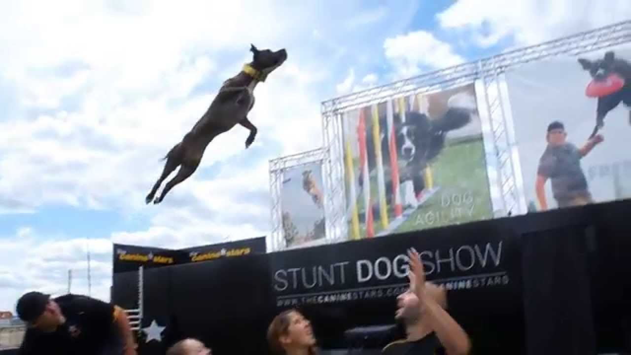 The Canine Stars Stunt Dog Show - YouTube
