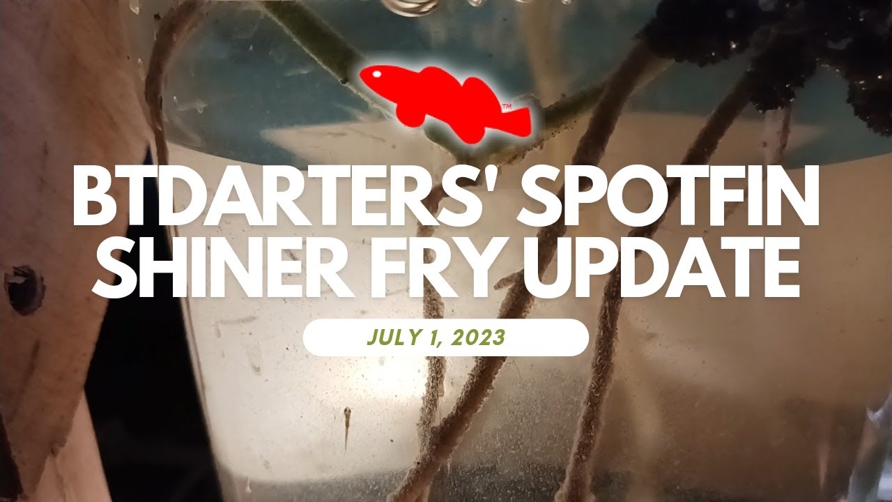 BTDarters' Spotfin Shiner Fry Update Video - YouTube