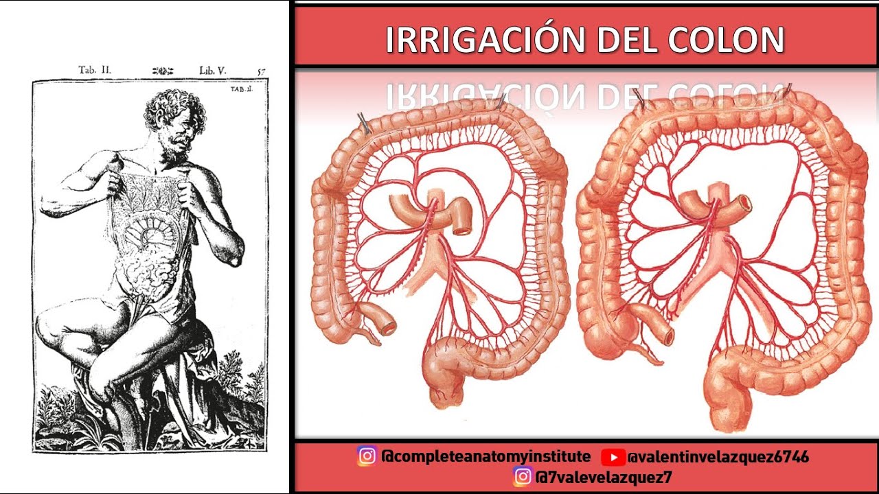 IRRIGACIÓN DEL COLON - Arco de Riolano, anastomosis máxima de Haller ...