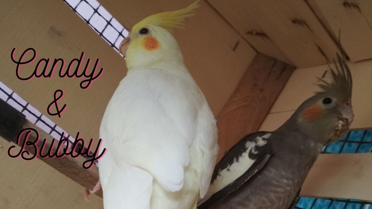 My New Friends CANDY & BUBBY - YouTube