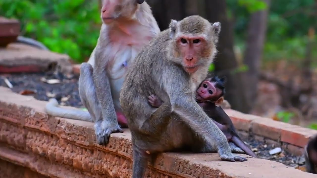 Very nice baby monkey is trying to be active - Cute Wildlife Park - YouTube