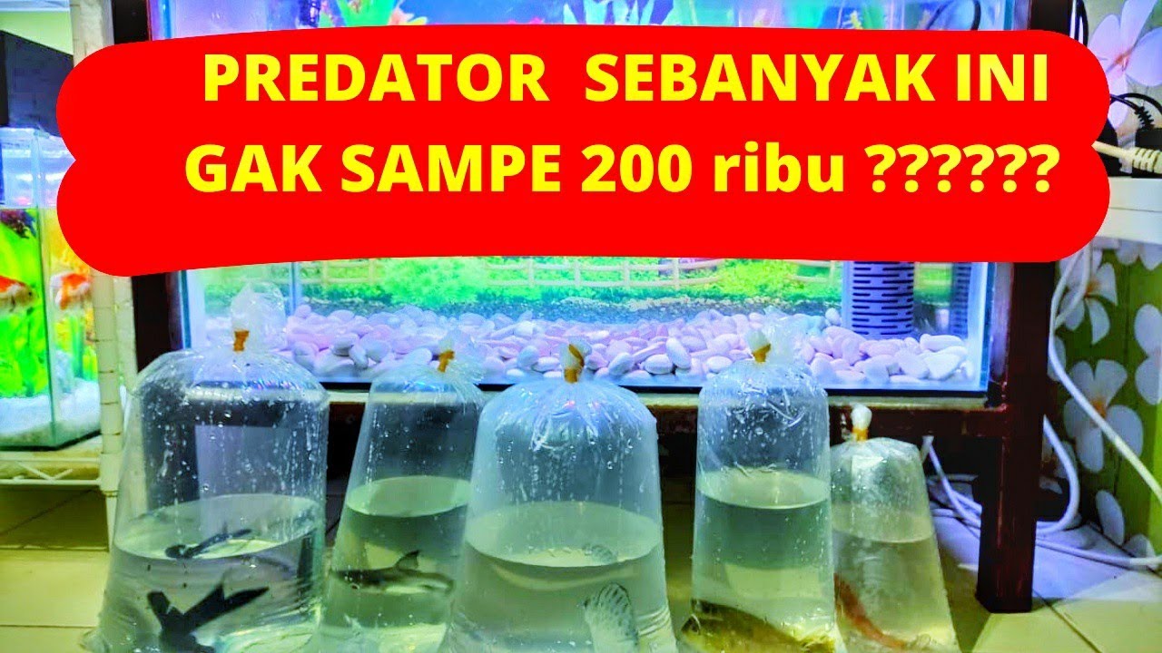 BELI IKAN PREDATOR MURAH | HUNTING IKAN PREDATOR MINIM BUDGET ...