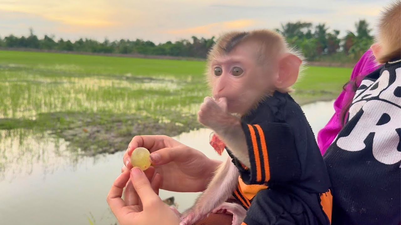 Baby monkey Tom and Ren followed their mother to watch the sunset in ...