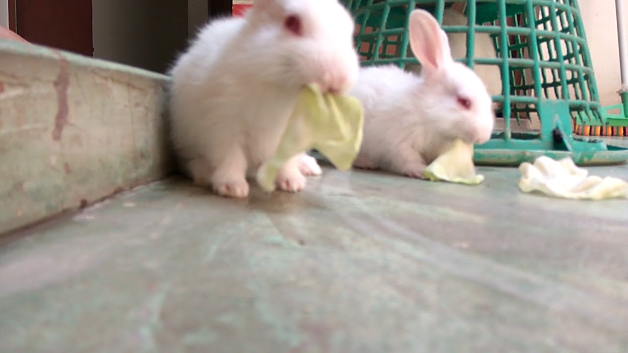 Cute Baby Rabbits eating - YouTube