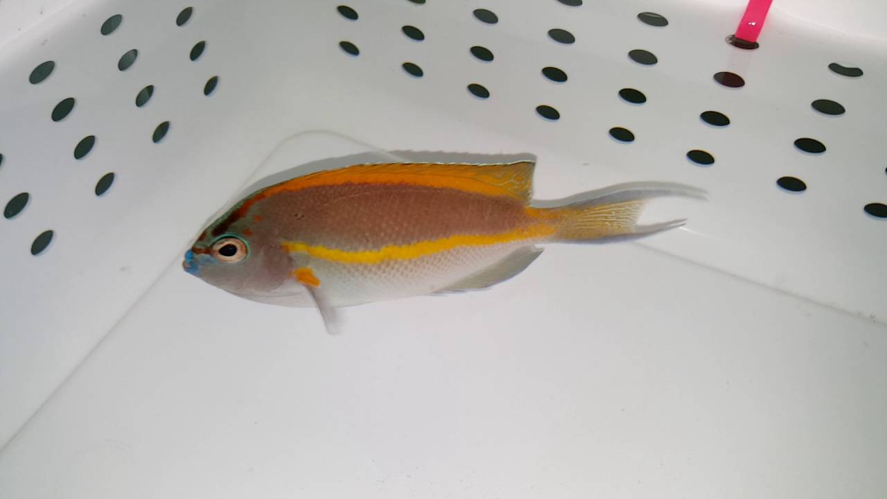 Bellus Angel (pair) $279 - Bali - YouTube