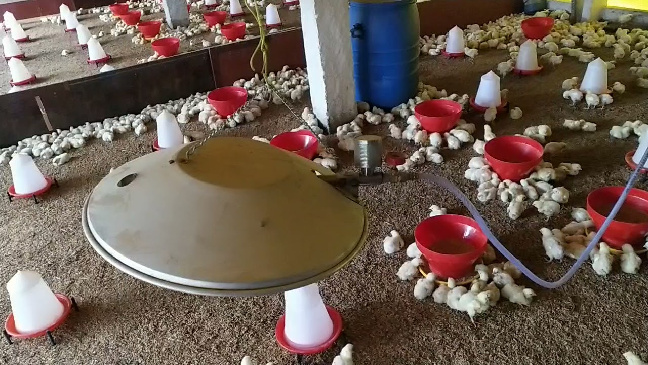 #Gas Brooding in poultry farm #Gas brooding #broiler#poultry # ...
